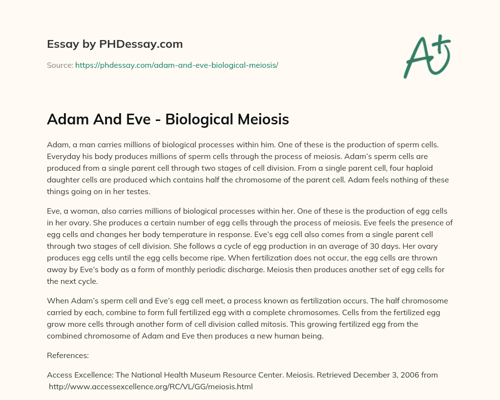 Adam And Eve - Biological Meiosis (300 Words) - PHDessay.com