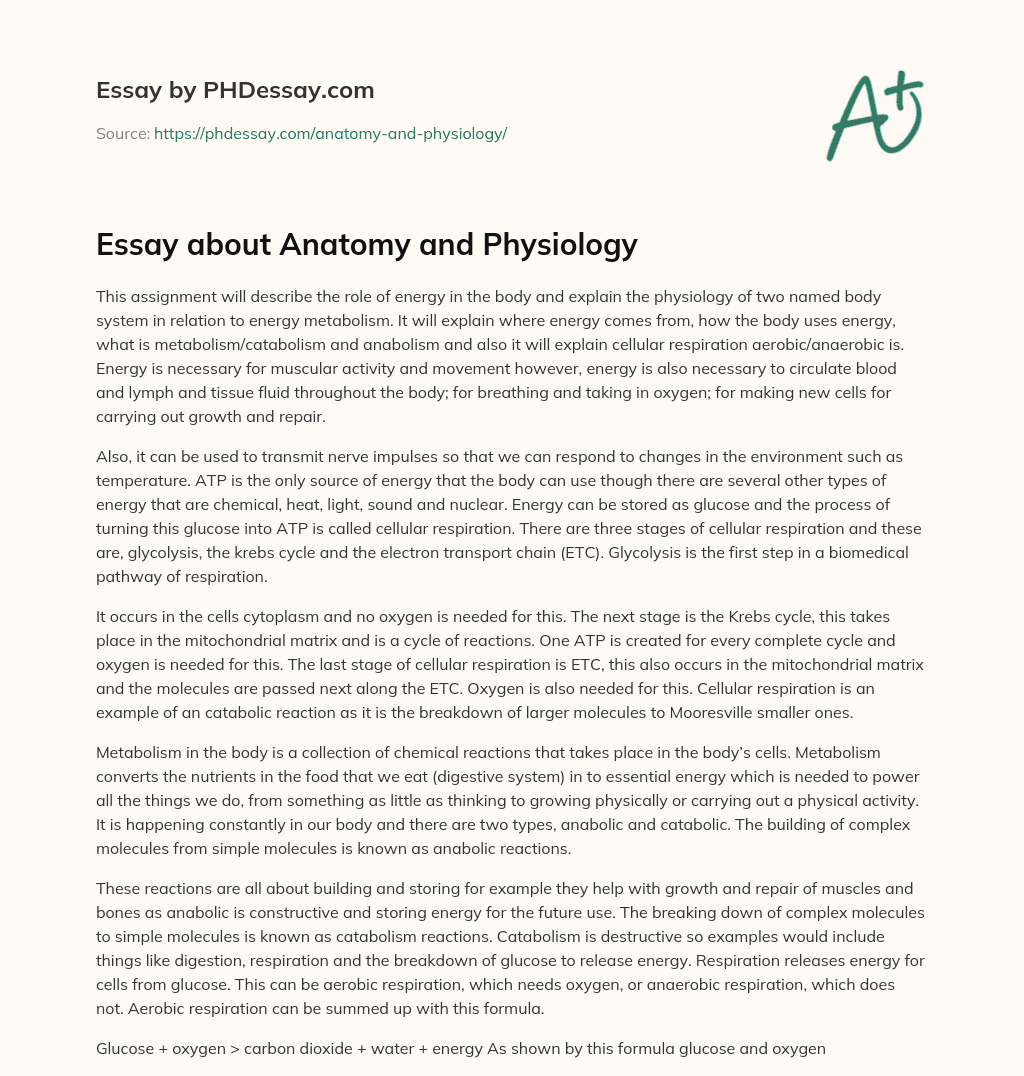 Essay about Anatomy and Physiology - PHDessay.com