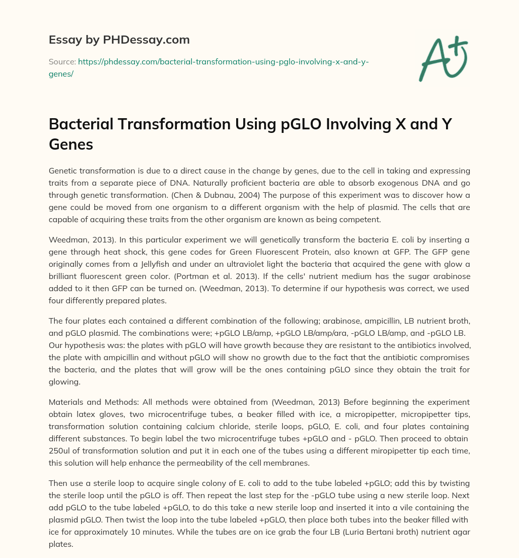 Bacterial Transformation Using pGLO Involving X and Y Genes - PHDessay.com
