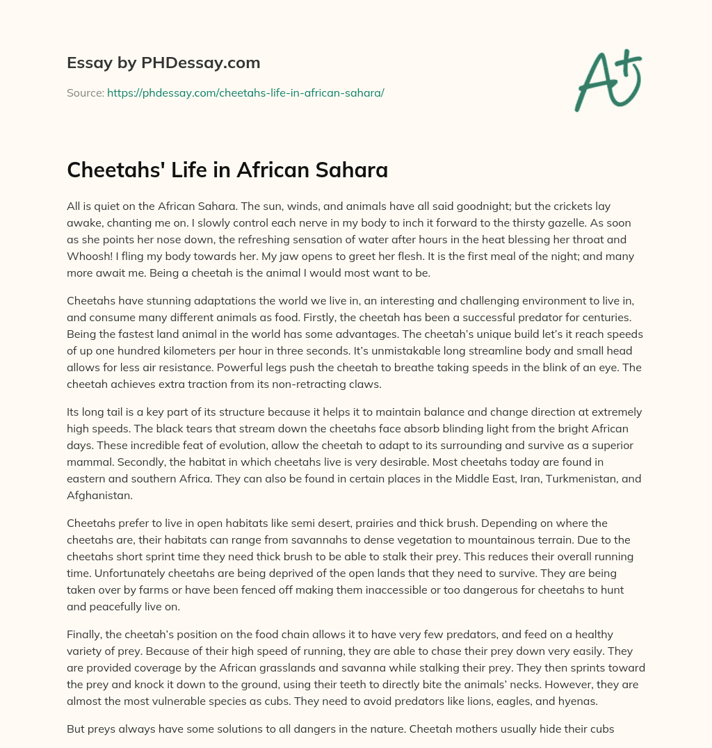 Cheetahs' Life in African Sahara (600 Words) - PHDessay.com