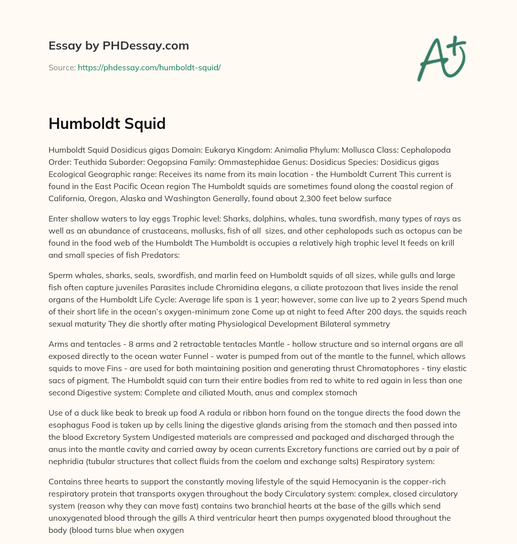 Humboldt Squid - PHDessay.com