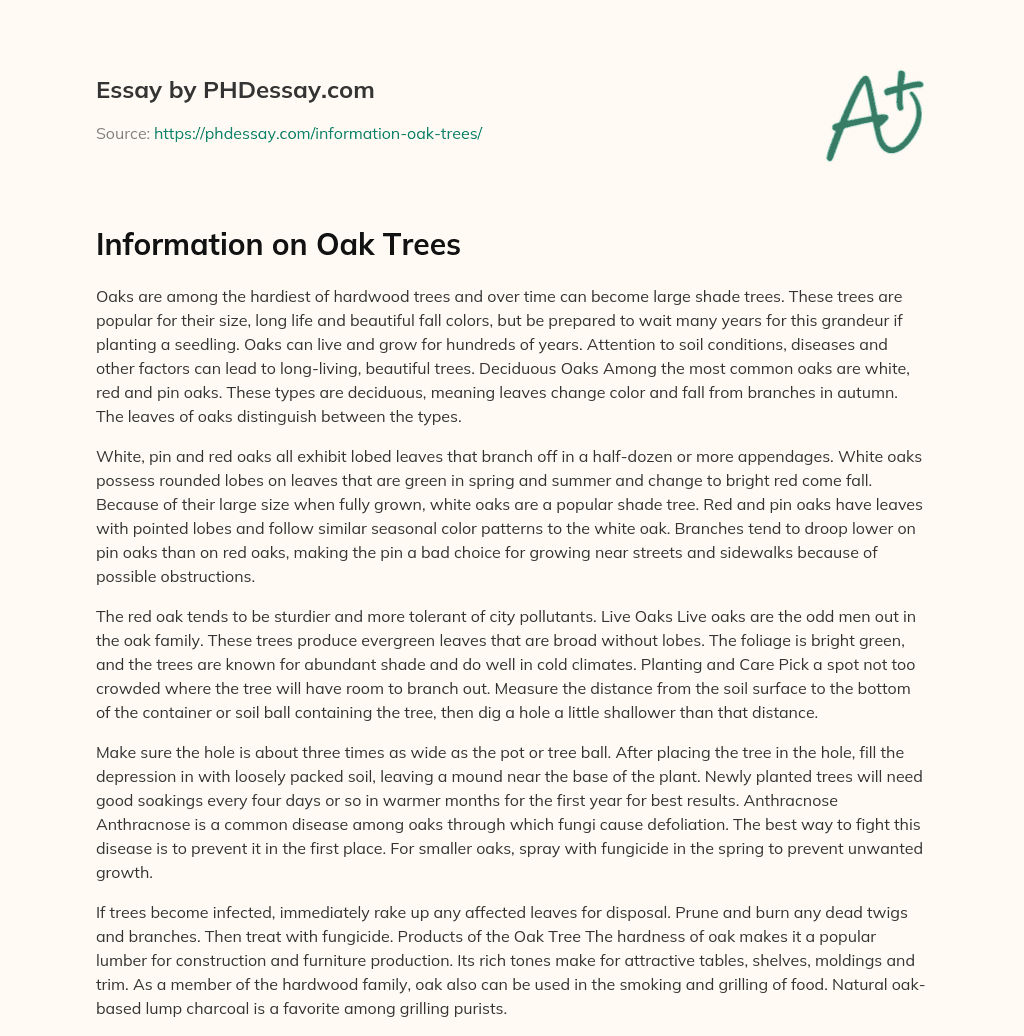 Information on Oak Trees (500 Words) - PHDessay.com