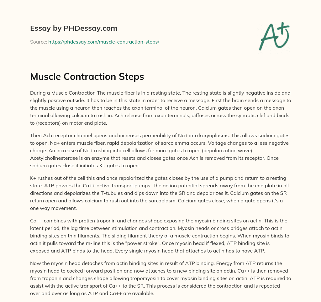 Muscle Contraction Steps - PHDessay.com