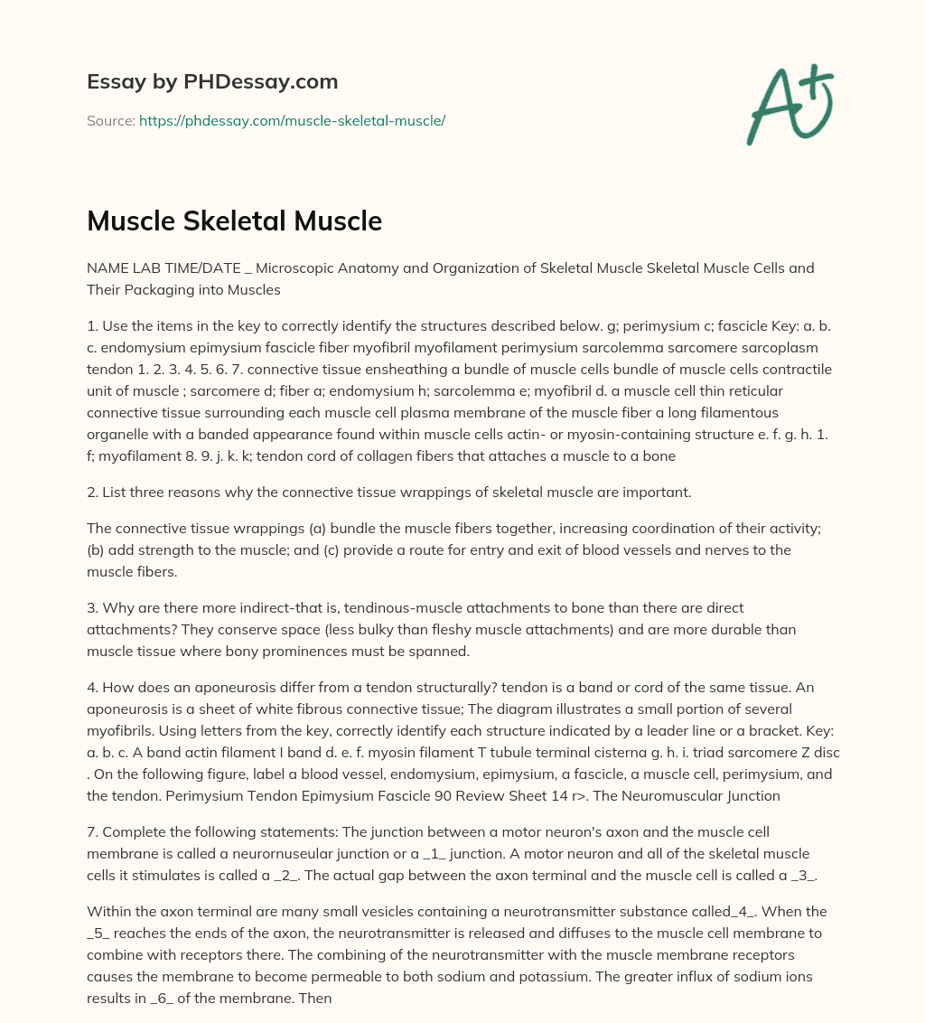 Muscle Skeletal Muscle (600 Words) - PHDessay.com
