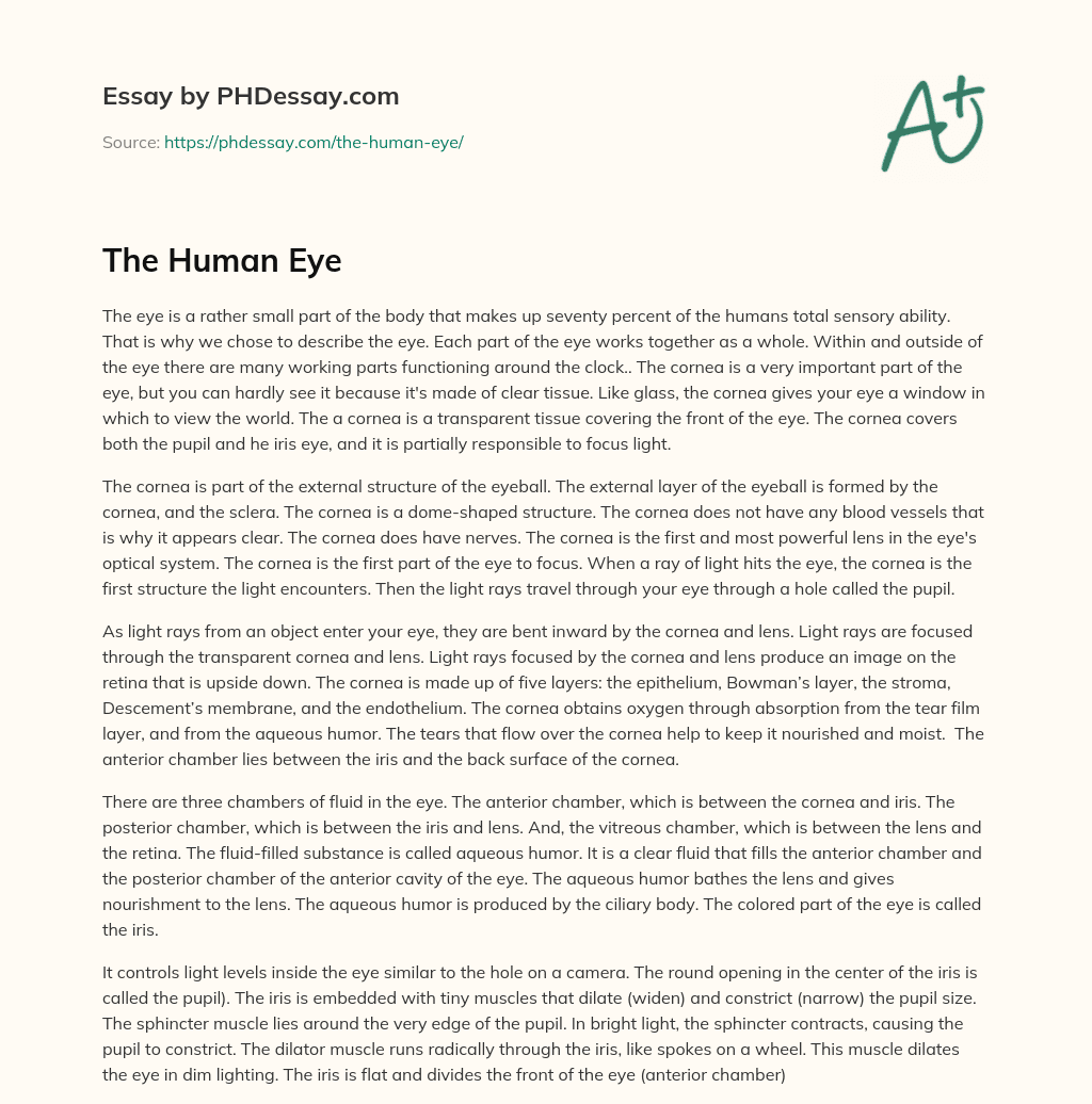 The Human Eye - PHDessay.com
