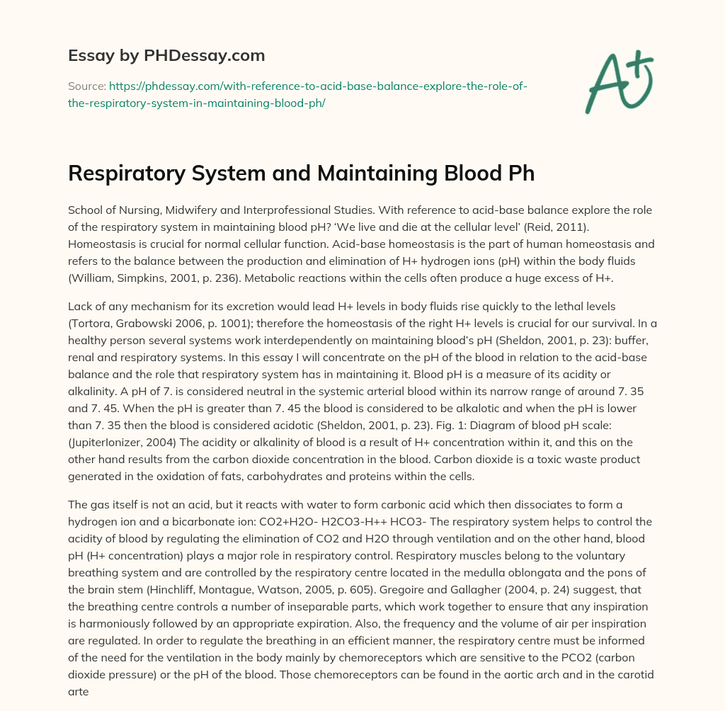 Respiratory System and Maintaining Blood Ph - PHDessay.com