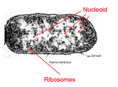 IB Biology SL Nature of Science + Option: Ecology paper 3 | StudyHippo.com