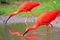 ᐅ Essays On Scarlet Ibis 📝 Free Argumentative, Persuasive, Descriptive ...